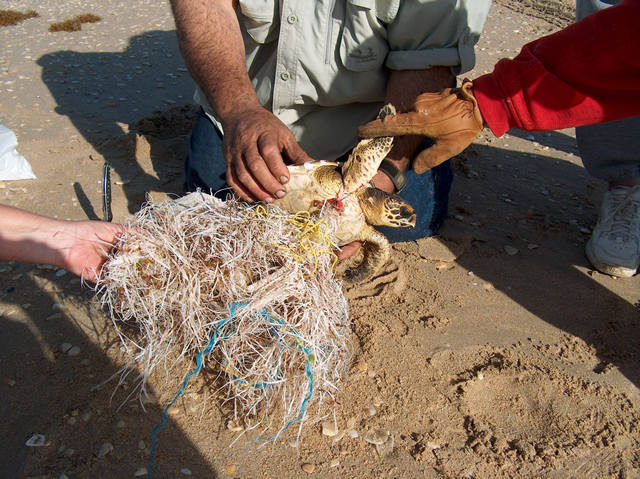 The SFCCI Billy Sandifer Big Shell Cleanup 2004 Results